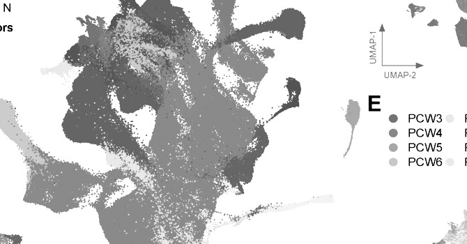 BrainSTEM è una vera e propria rivoluzione nella conoscenza del cervello umano in via di ...